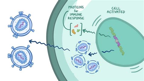 Pre Exposure Prophylaxis Prep What Is It How Does It Work And More Osmosis