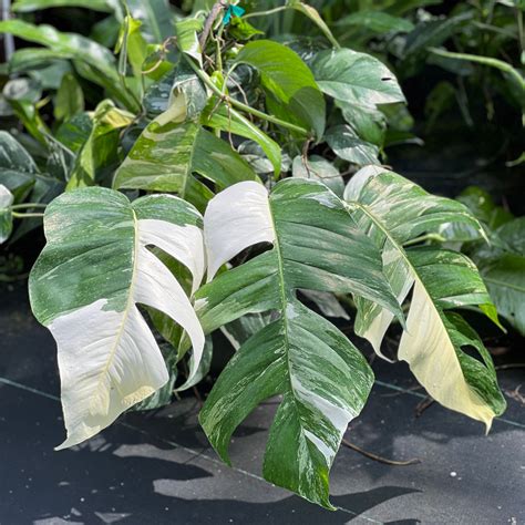 Epipremnum Pinnatum Albo Variegata Variegated Albo Pothos