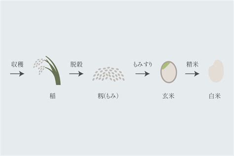 精米とは何か玄米から白米になるまでの工程と精米方法について snownotes