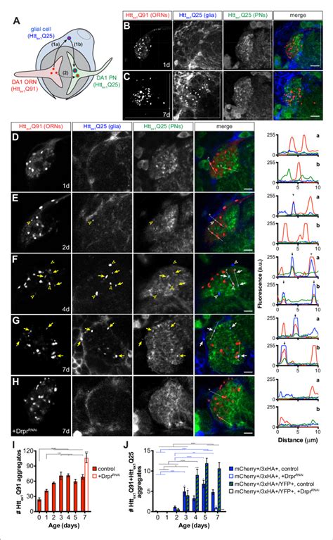 Mhtt Ex1 Aggregates Transfer From Presynaptic Orns To Postsynaptic Pns