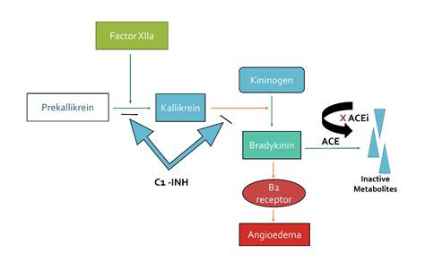 Ace Inhibitor Induced Angioedema Emottawa Blog