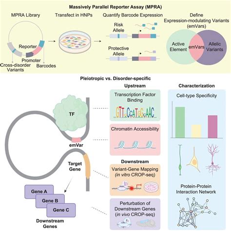 Massively Parallel Reporter Assay Investigates Shared Genetic