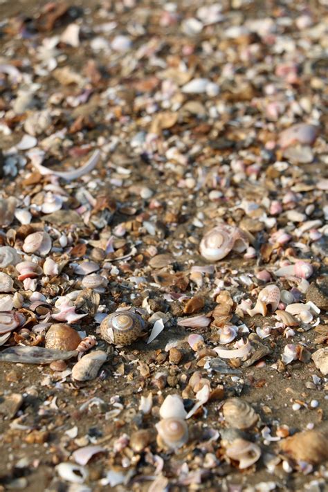 조개껍데기 행방