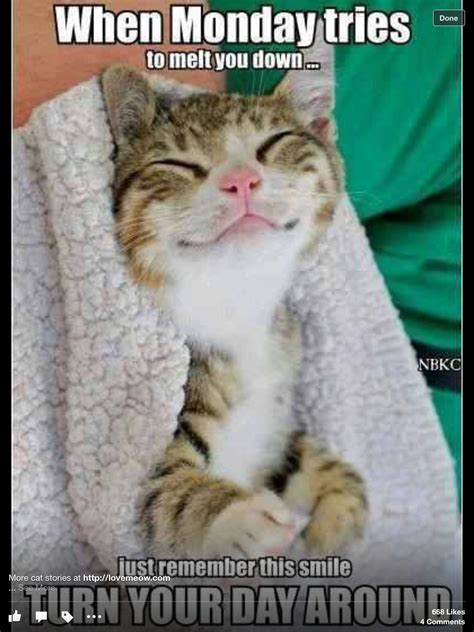 100 Best Happy Birthday Cat Memes Images Cute Birthday Messages Cute