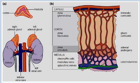 Steroids Of The Adrenal Cortex Physiology Test And Flashcards