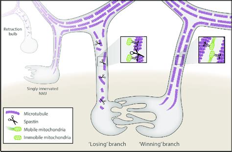 A Schematic Illustration Of The Developing Neuromuscular Junction Download Scientific Diagram