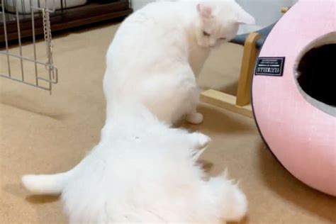 【上からおケツが落ちてきた！？】 仲良し姉弟ニャンコを襲ったハプニング。きれいな顔面着地にご注目♪ Peco（ペコ）