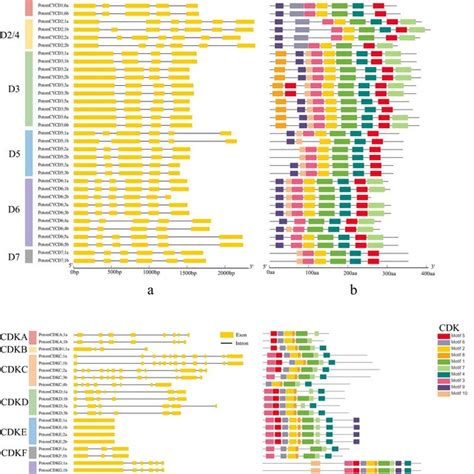 Gene Structure And Conserved Motif Compositions Of Potomcycds And Download Scientific Diagram