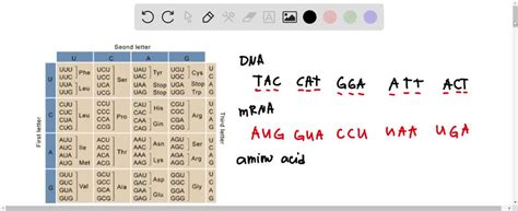 For Each Sequence Of DNA Is Shown Write The Complementary RNA Sequence