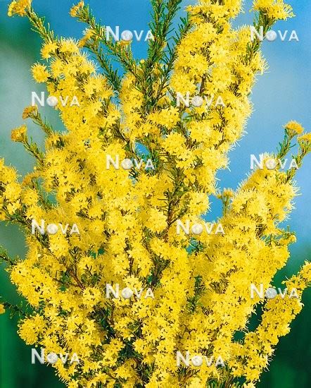 Phebalium Glandulosum