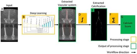 Automated Measurement Of Vascular Calcification In Femoral Endarterectomy Patients Using Deep