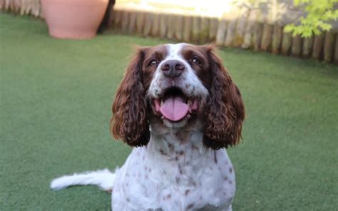 잉글리시 스프링어 스패니얼