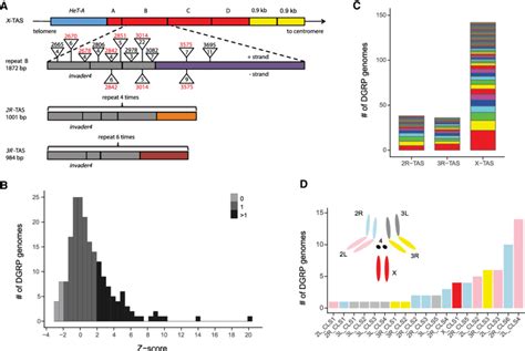 P Element Insertions In Tas And Non Tas Pirna Clusters A The Download Scientific Diagram
