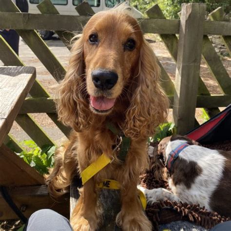 Milo Sa4944 Reserved Cocker Spaniel Cumbria England Spaniel Aid Cio
