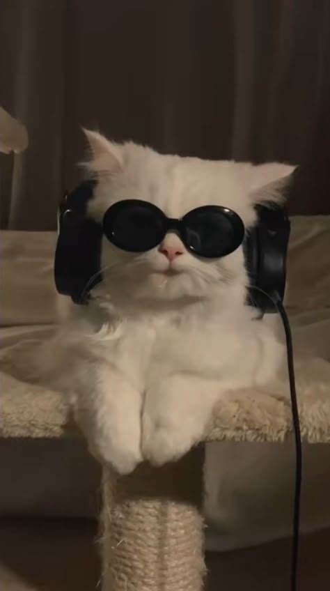 Funny Cats Profile Picture