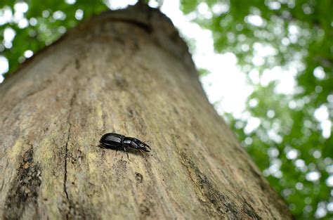 青森の蝶たち ツヤハダクワガタ
