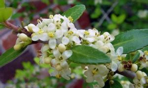 Yaupon Holly Leaves Berries Varieties Problems Identification