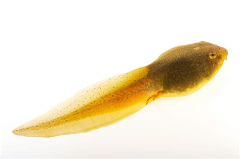 An American Bullfrog Tadpole Lithobates Catesbeianus Joel Sartore