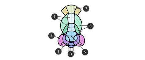 How To Draw A Nose Envato Tuts