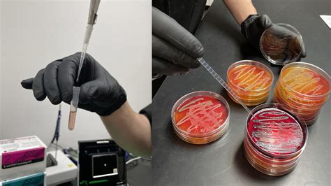 Food Pathogen Testing Anatek Labs Inc Moscow Id And Spokane Wa