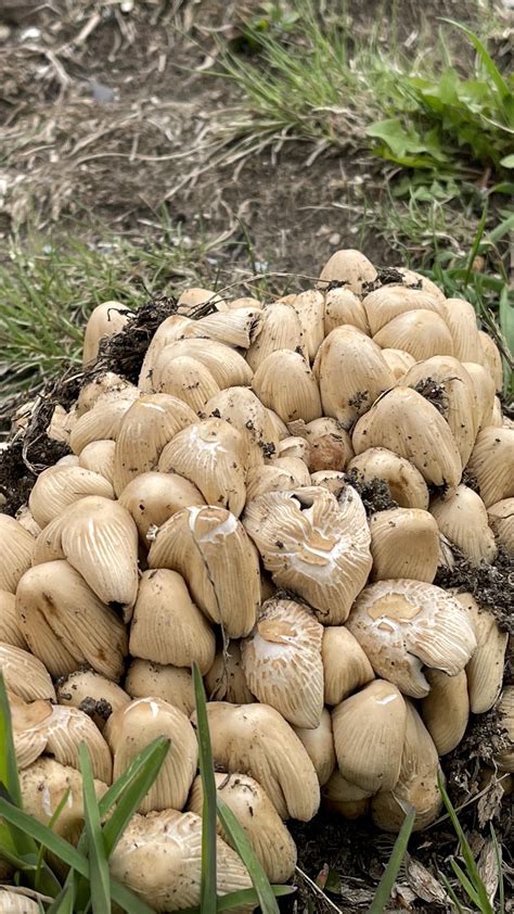 Interesting Cluster Of Mushrooms R Mycology