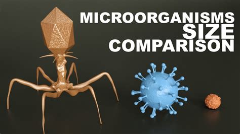 Bacteria Sizes