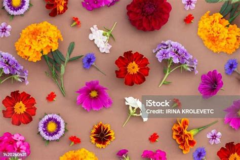 갈색 배경에 화려한 꽃의 밝은 패턴 배경 또는 질감으로 당신의 디자인을위한 봄 여름 또는 가을 꽃 벽지 상단보기 플랫 레이 0명에 대한 스톡 사진 및 기타 이미지 Istock
