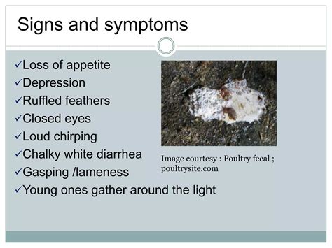 Common Bacterial Diseases In Broilers Pptx