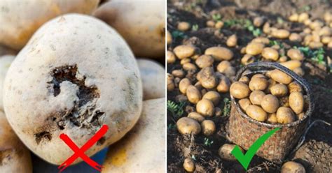 10 Potato Growing Problems You Need To Know And How To Fix Them
