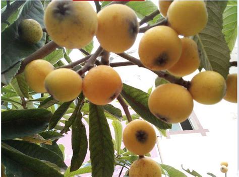 What Is Ursolic Acid Used For Stanford Chemicals