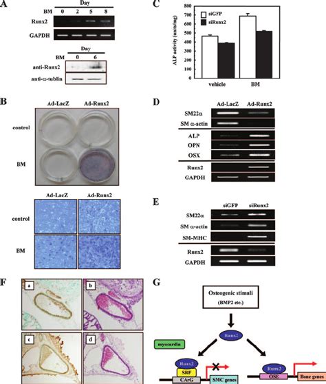 Runx2 Facilitates Osteogenic Conversion In HASMCs A Runx2 MRNA And Download Scientific