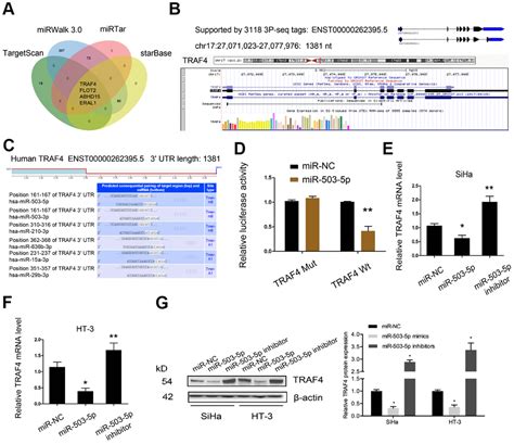 Mir210hg Promotes Cell Proliferation And Invasion By Regulating Mir 503