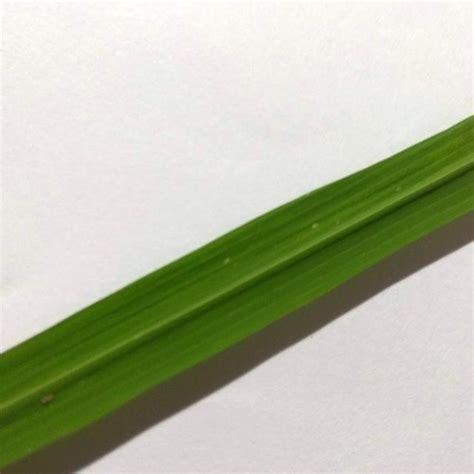 Rice Segmentation Instance Segmentation Dataset By Riceleaves