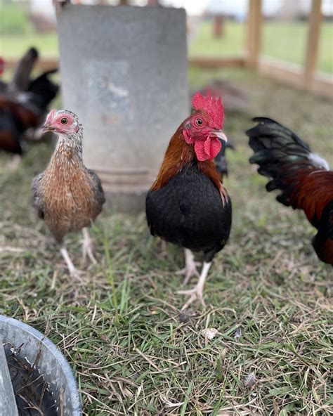 Old English Bantams