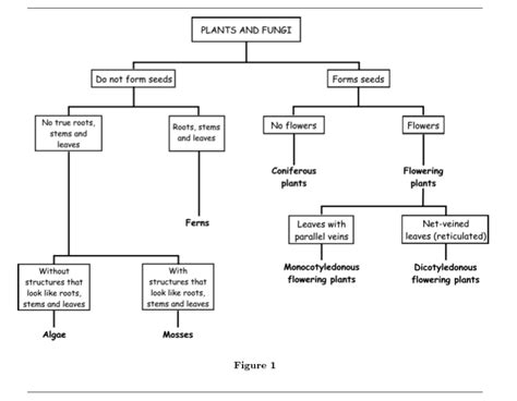 Re Builiding Nature Classification Of Plants