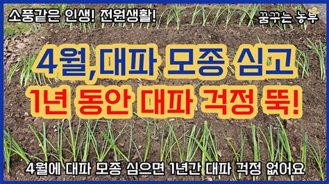 꿈꾸는 농부 4월에는 대파 모종 한 단 심으세요 대파 대파모종 4월에 심을 농작물 전원생활텃밭농부도시농부주말농장