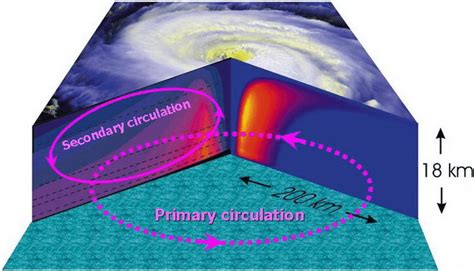 Scheme Of The Linkage Of Primary And Secondary Circulation A Composite