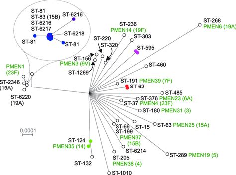 Split Decomposition Of Concatenated Ribosomal Protein Genes From S Download Scientific Diagram