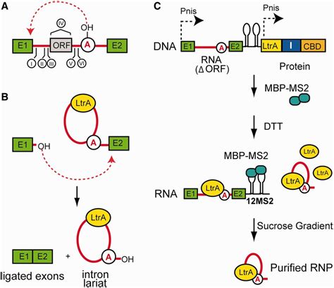 Domain Structure Activity And Purification Of Native Group II Introns Download Scientific