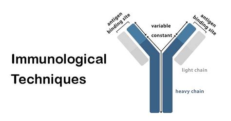 Immunological Techniques Antigen Antibody Reactions And Examples