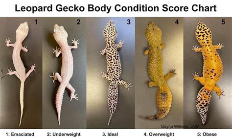 Leopard Gecko Weight Chart Minimalist Chart Design