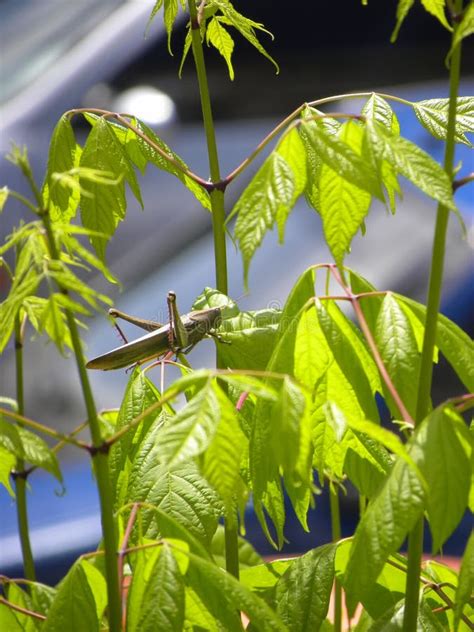 A Green Grasshopper Perched On Branch Of A Tree Stock Image Image Of