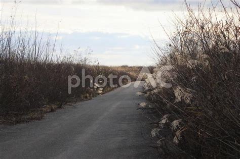 晩秋の大潟村の風景 道 1 No 4241823写真素材なら写真AC無料フリーダウンロードOK
