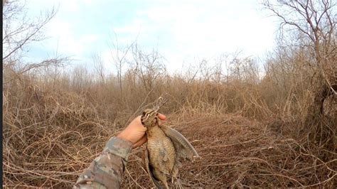 ნადირობა ტყის ქათამზე Youtube