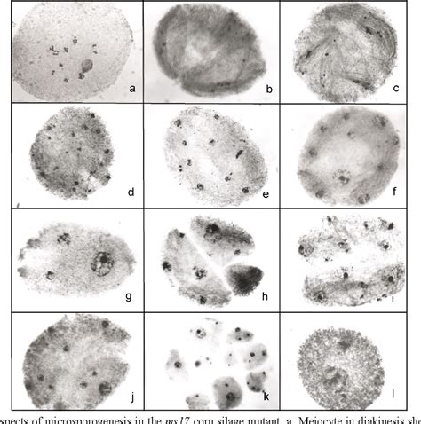 Stages Of Meiosis Under Microscope