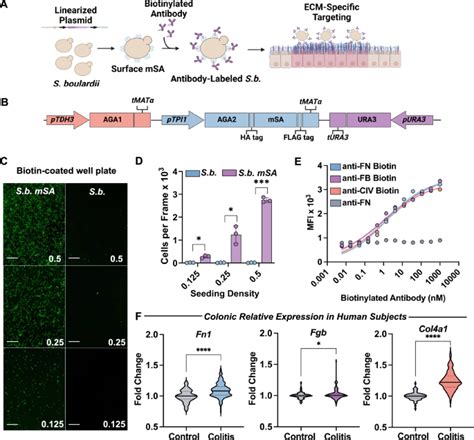 将益生菌布拉酵母菌靶向递送至细胞外基质可延长小鼠结肠炎的肠道停留时间和恢复 Nature Communications X Mol