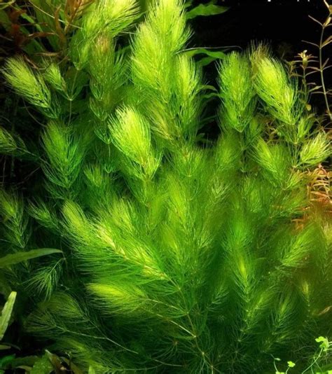 1 Live Hornwort Plant Bunched Ceratophyllum Demersum Floating Aquatic