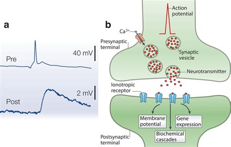 Presynaptic Terminal Em