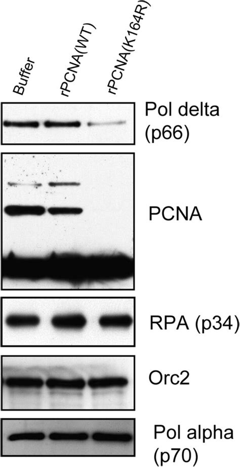 Loss Of Pcna Modification Interferes With Chromatin Binding Of Dna Download Scientific Diagram
