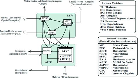 Computational Architecture Of Prefrontal Cortex Pfc Download Scientific Diagram